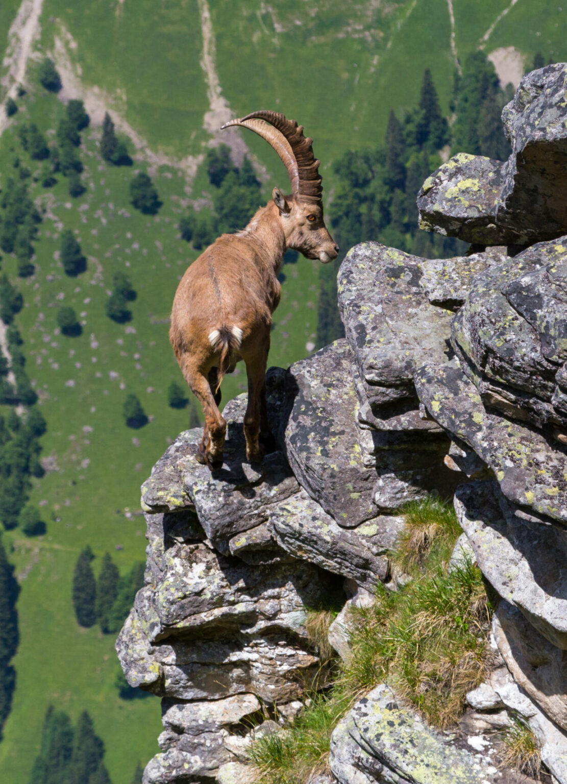 Les animaux emblématiques de la Suisse | Focus Online