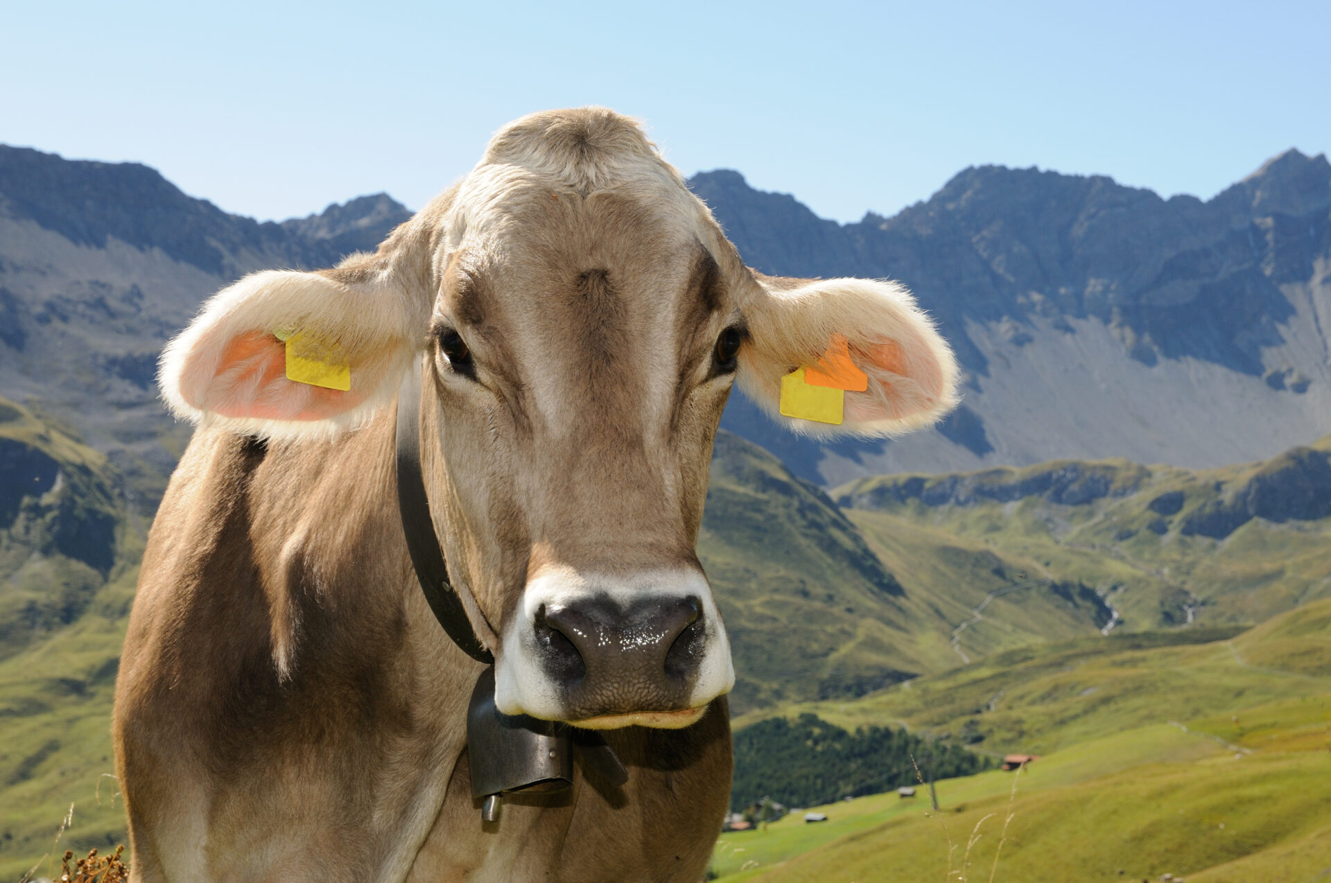 Les animaux emblématiques de la Suisse | Focus Online