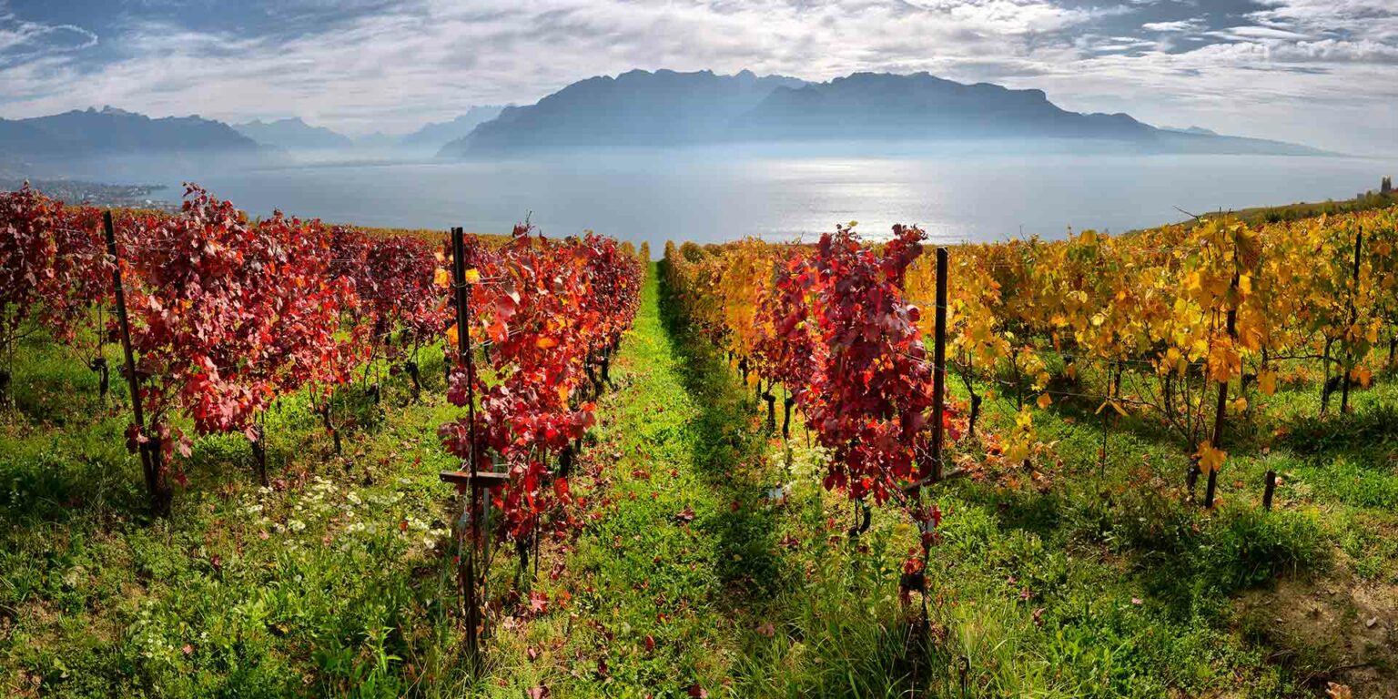 Tout savoir sur les vins suisses | Focus Online