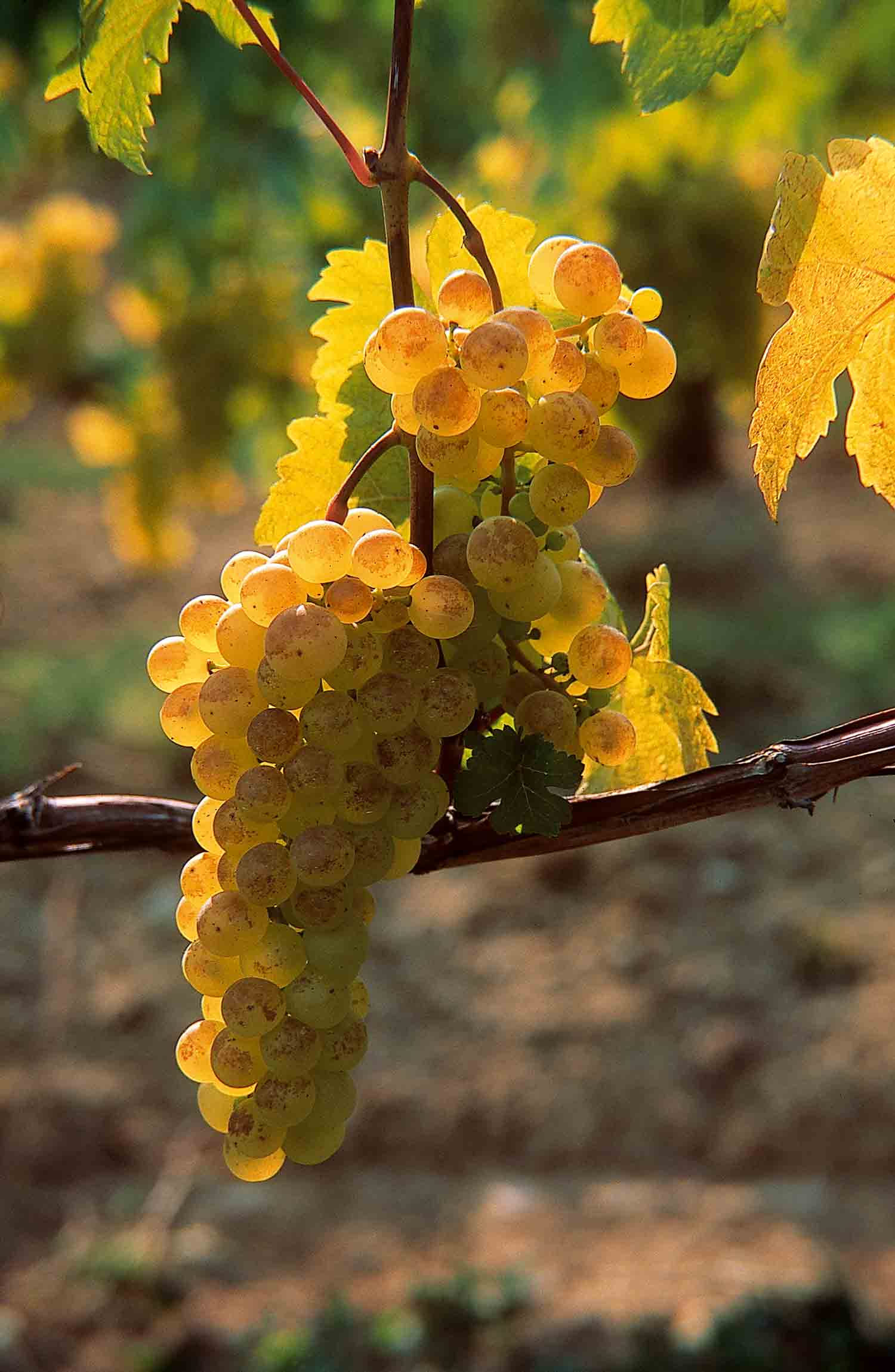 Tout savoir sur les vins suisses | Focus Online